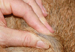 Zoetis